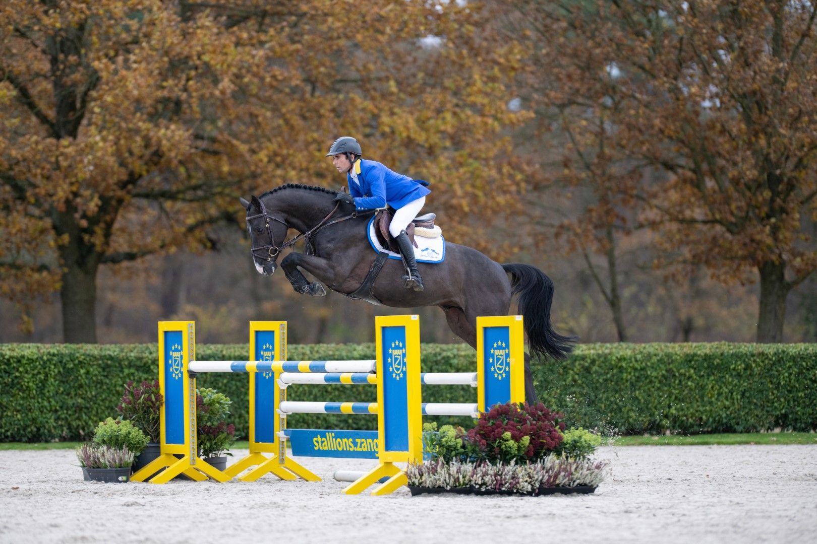 DOMINATOR 2000 Z - A phenomenal phenomenon! | Studfarm Zangersheide